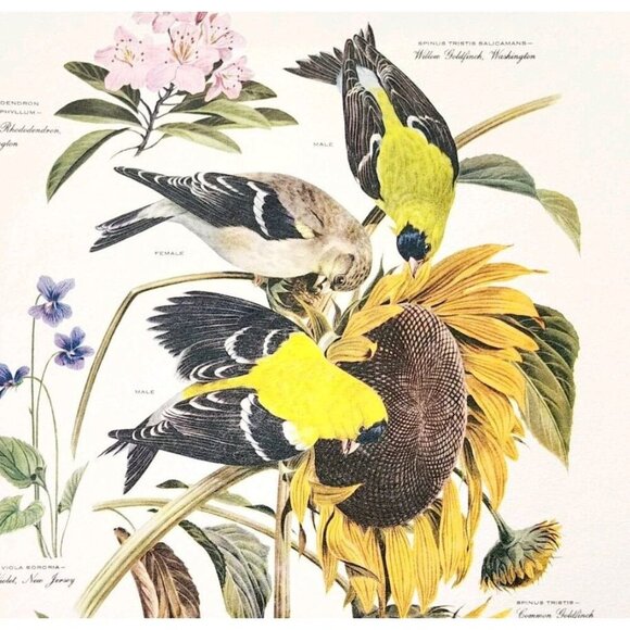 Arthur Singer | Art | 957 Common Willow Goldfinch Arthur Singer Bird ...